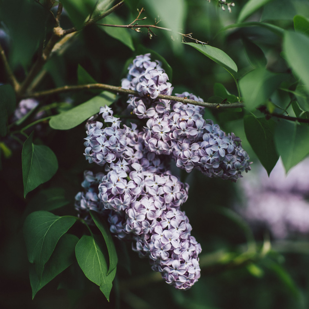 Engagement Photography at Guildwood Park in Toronto | Purple Tree ...